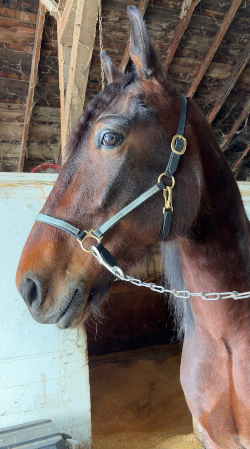Become an owner in a standardbred racehorse today for as little as 1%!